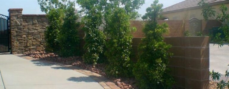 Tree & Plant Installation | Las Vegas, NV